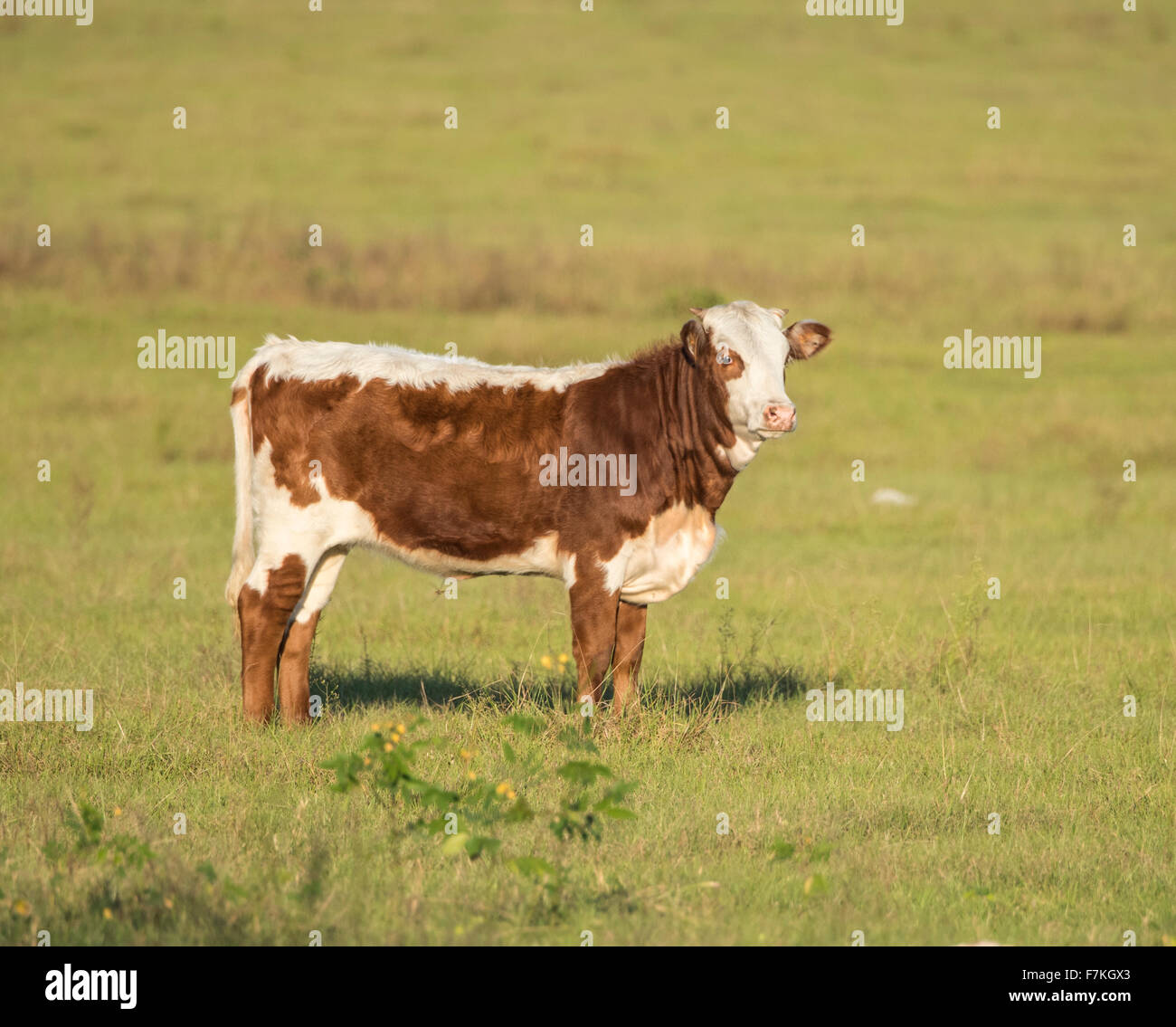 Florida cows hi-res stock photography and images - Alamy
