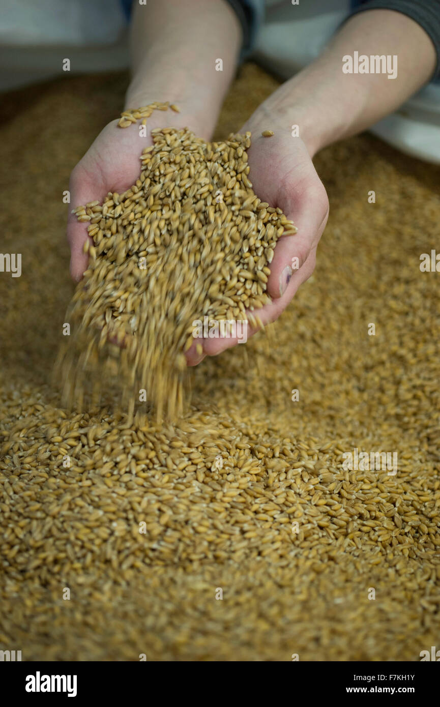 Spelt seed grain Stock Photo - Alamy