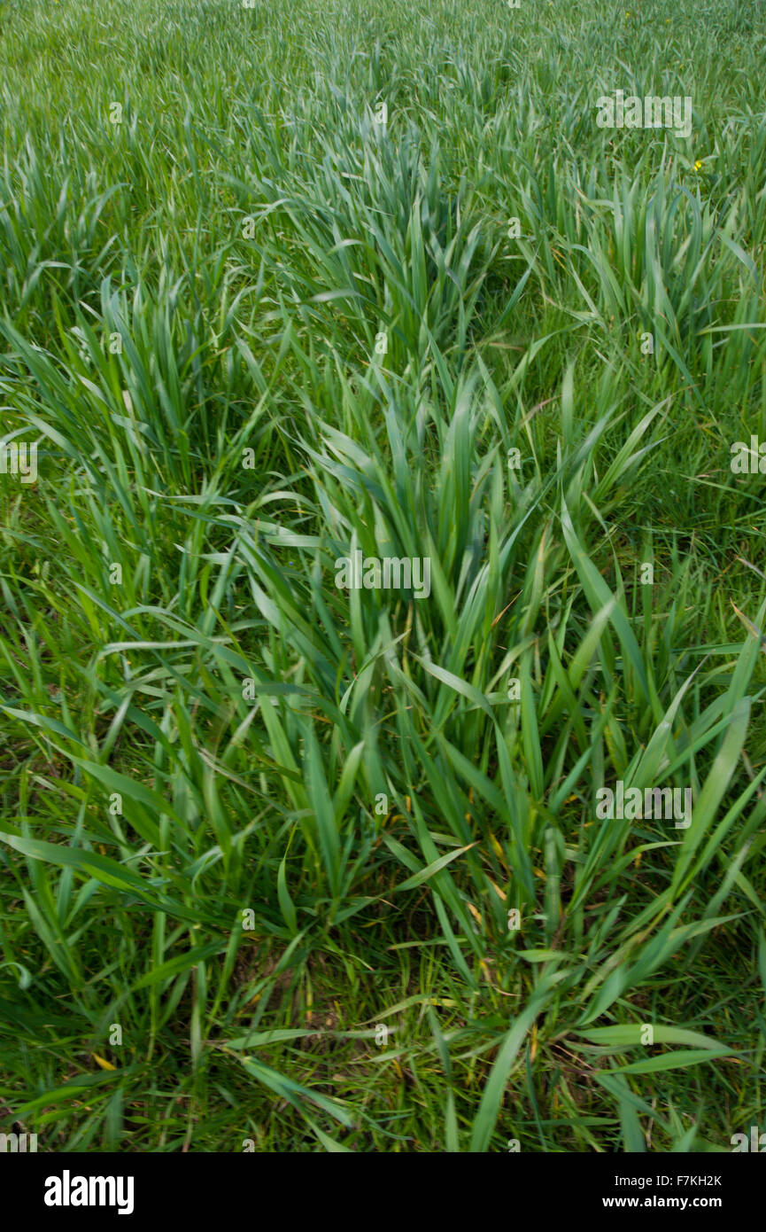 Spelt and wheat hi-res stock photography and images - Alamy