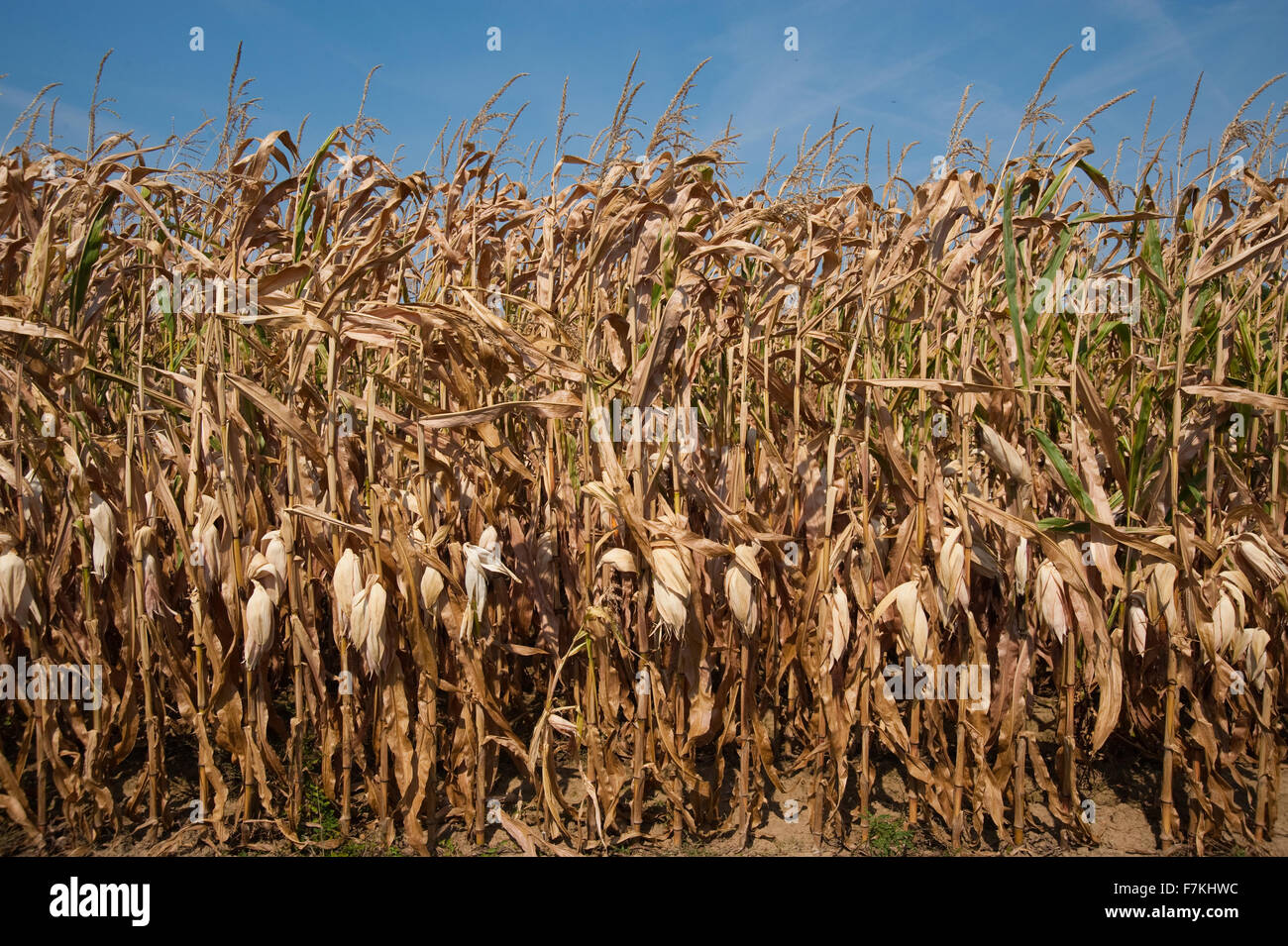 Tops of dried corn stalks Stock Photo - Alamy