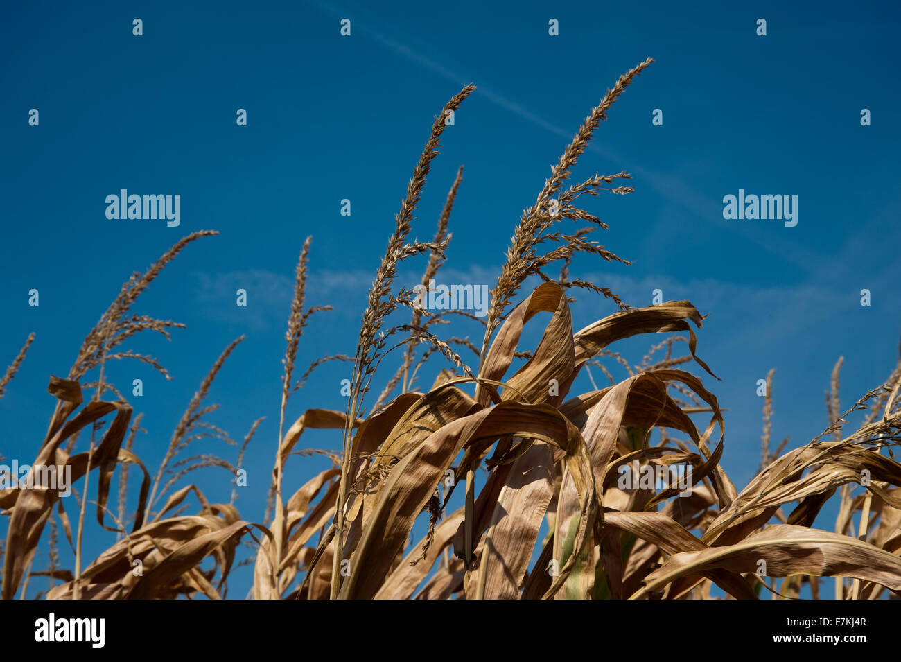 Sun dried maize stalks hi-res stock photography and images - Alamy