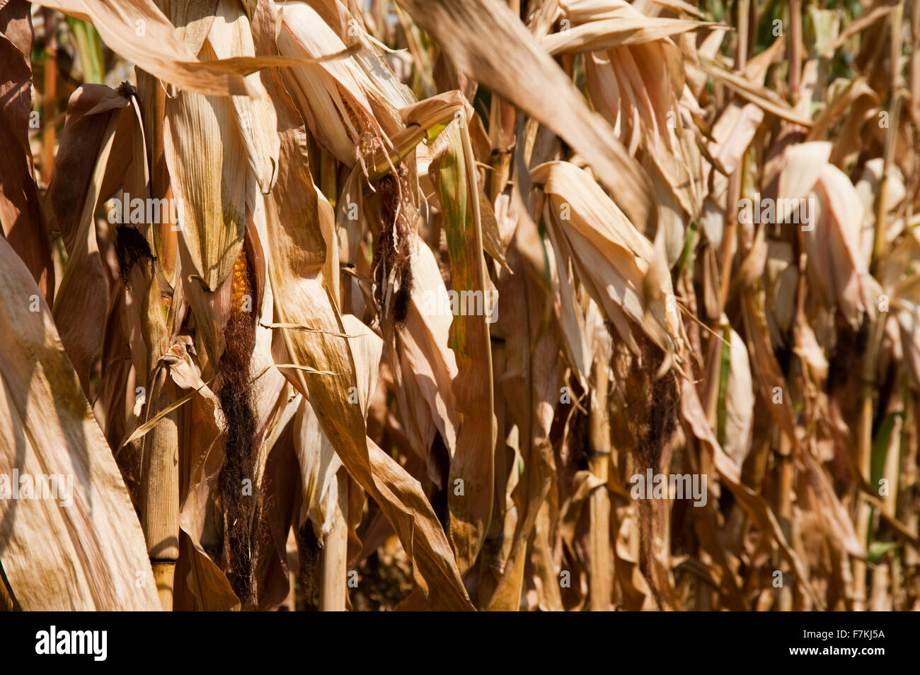 Dried corn stalk hi-res stock photography and images - Alamy