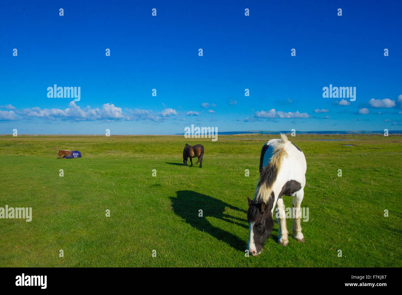 Wild ponies in Westward Ho!, North Devon Stock Photo - Alamy