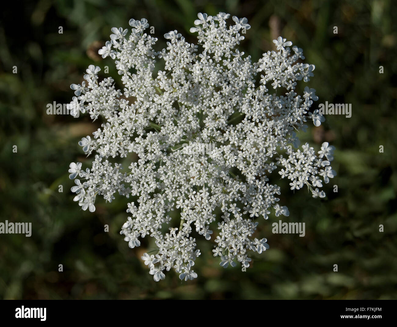 (Daucus carota) Wild carrot or Queen Anne's Lace is a North American ...