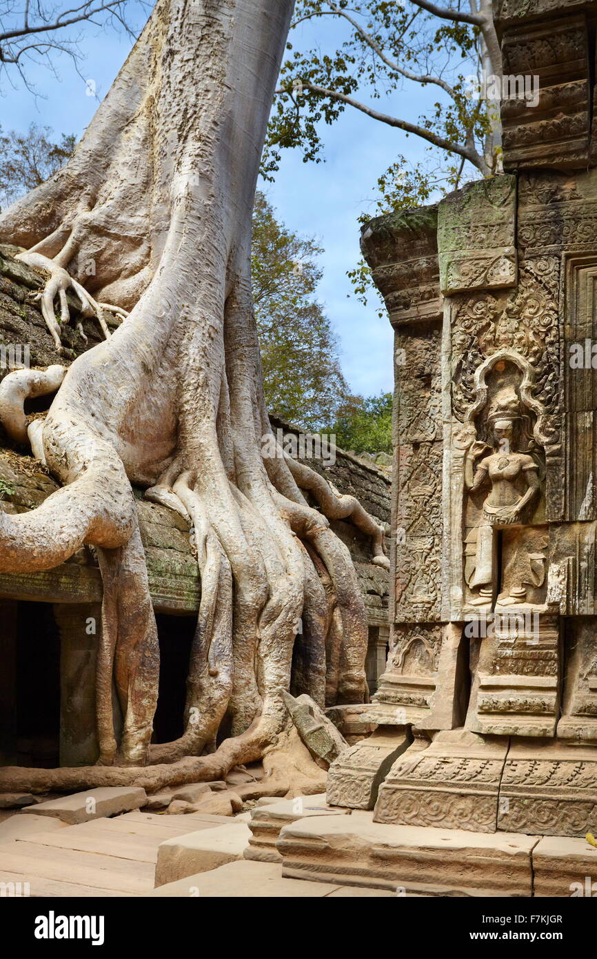 Ta Prohm Temple, Angkor, Cambodia, Asia Stock Photo - Alamy