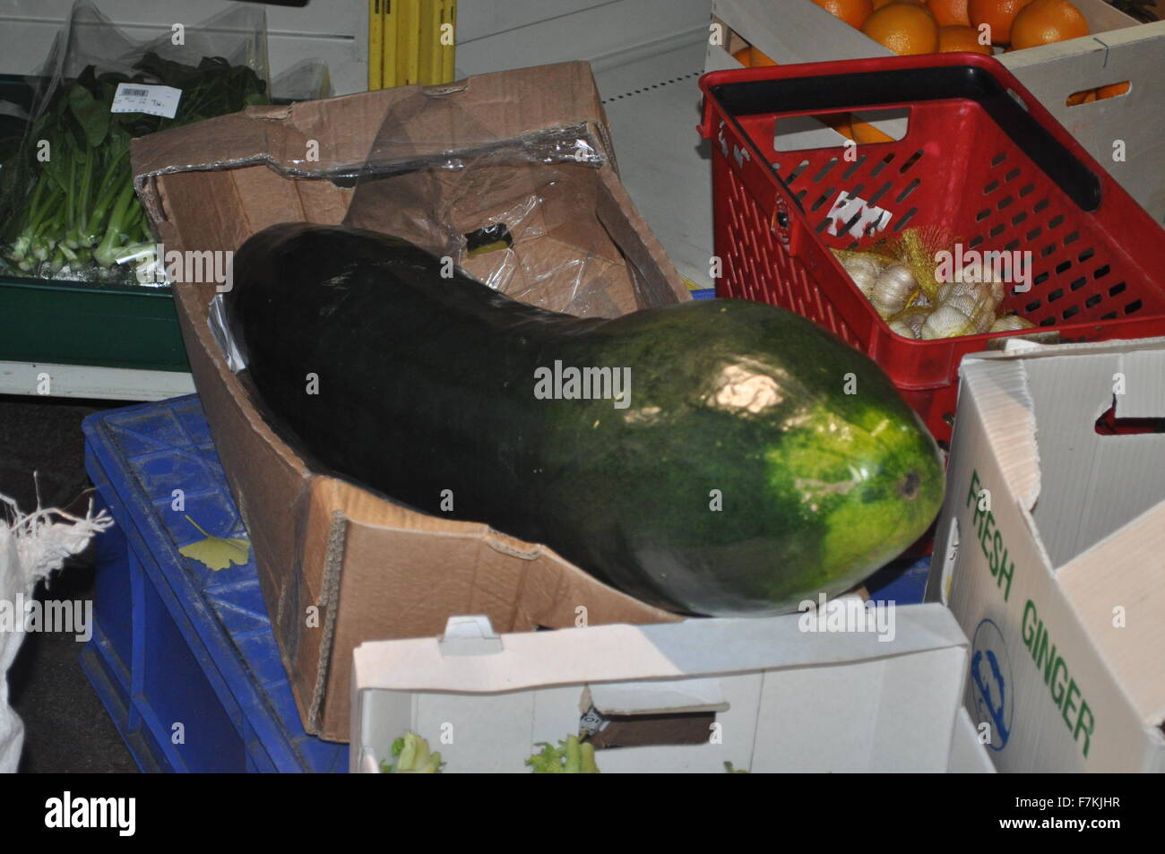 A large green marrow sitting in a cardboard box Stock Photo - Alamy