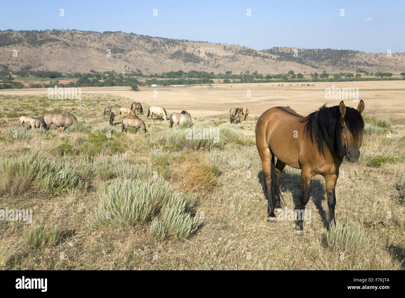 Black mustang horse hi-res stock photography and images - Alamy