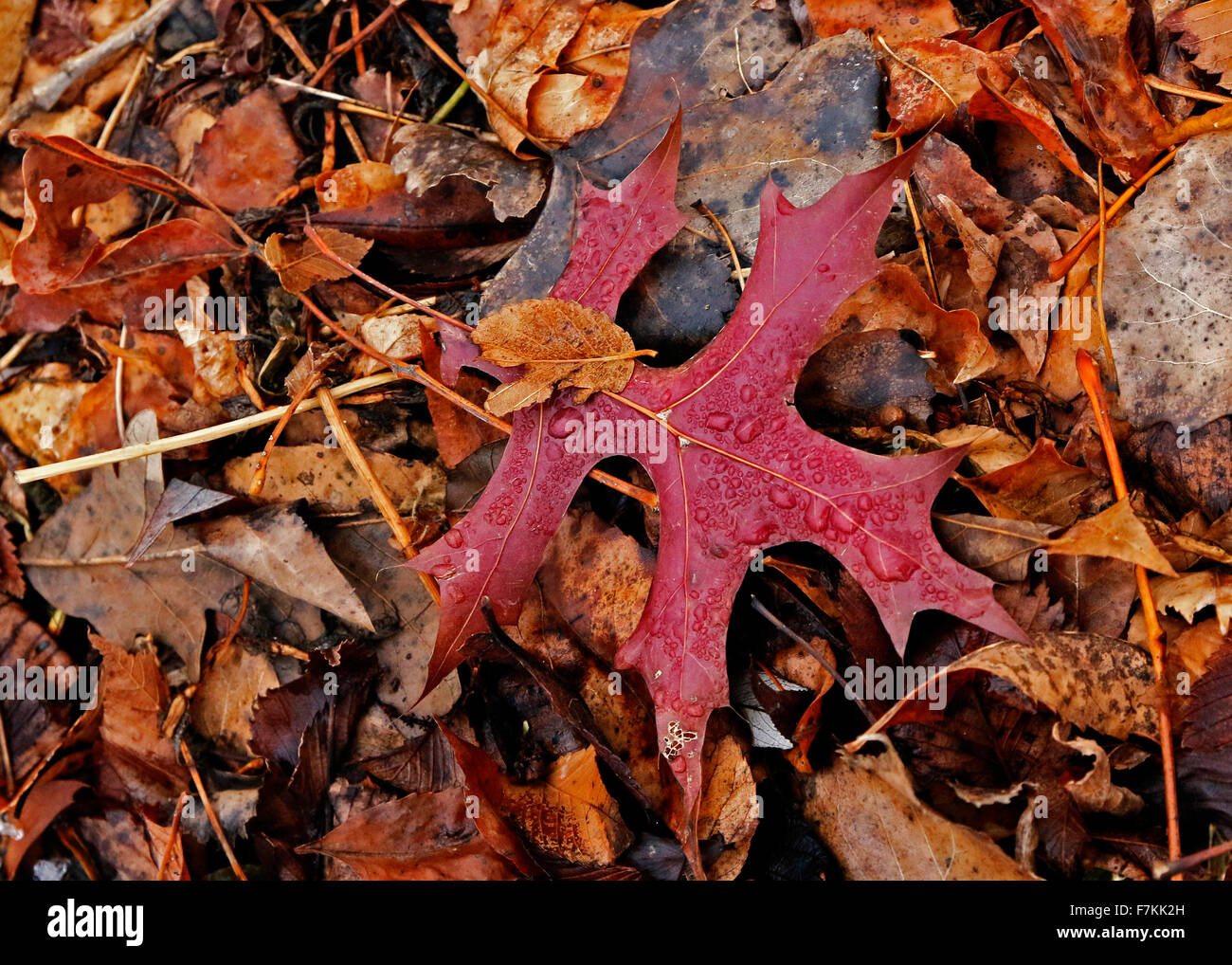Red oak leaf hi-res stock photography and images - Alamy