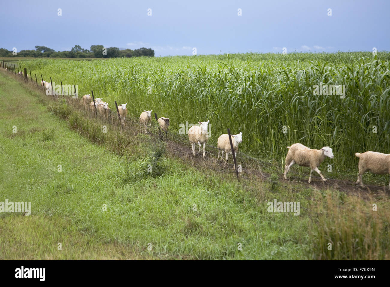 Row of sheep walking in cornfield along a fence in North Eastern ...
