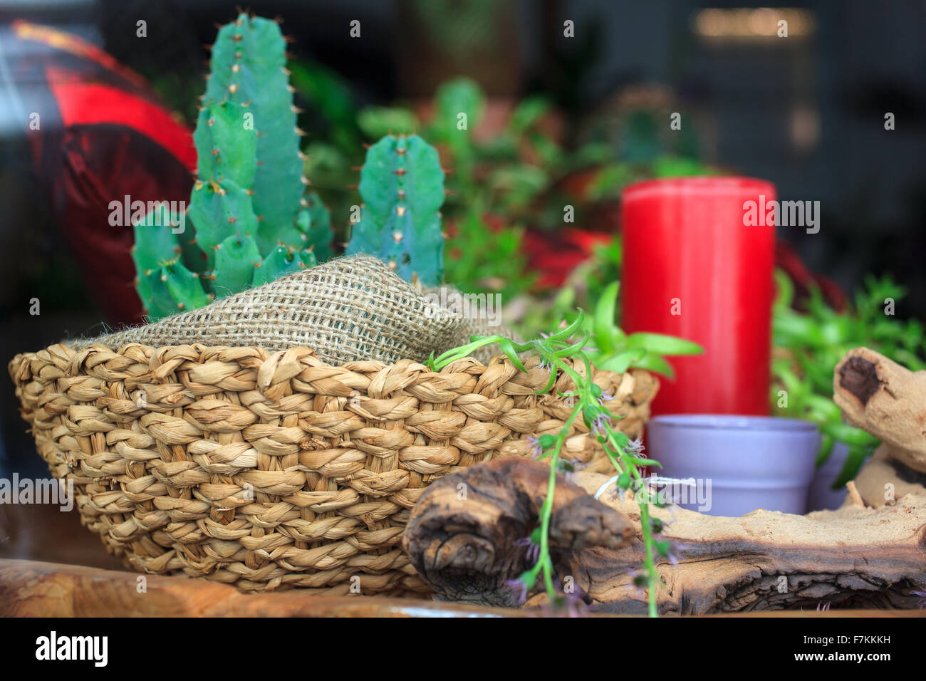 Photo of little cactus plant in a flower shop Stock Photo - Alamy