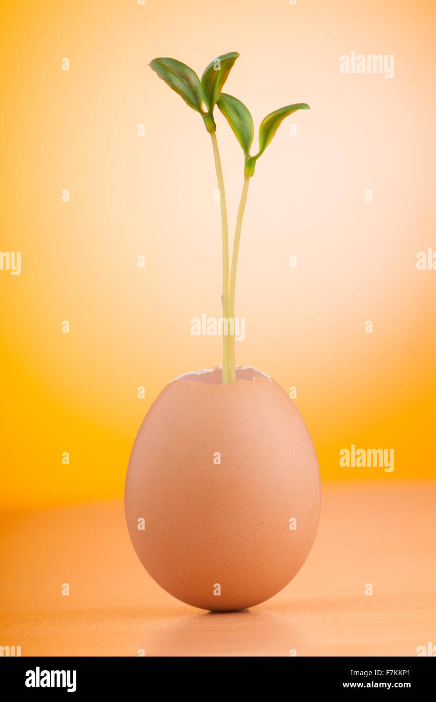 Eggs with green seedling in new life concept Stock Photo - Alamy