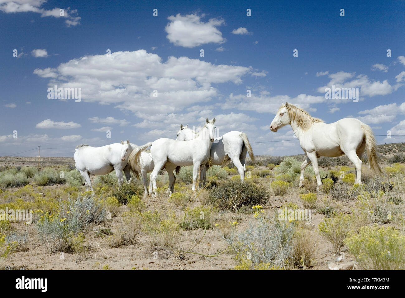 Family of five white horses in desert area on Route 162 between ...