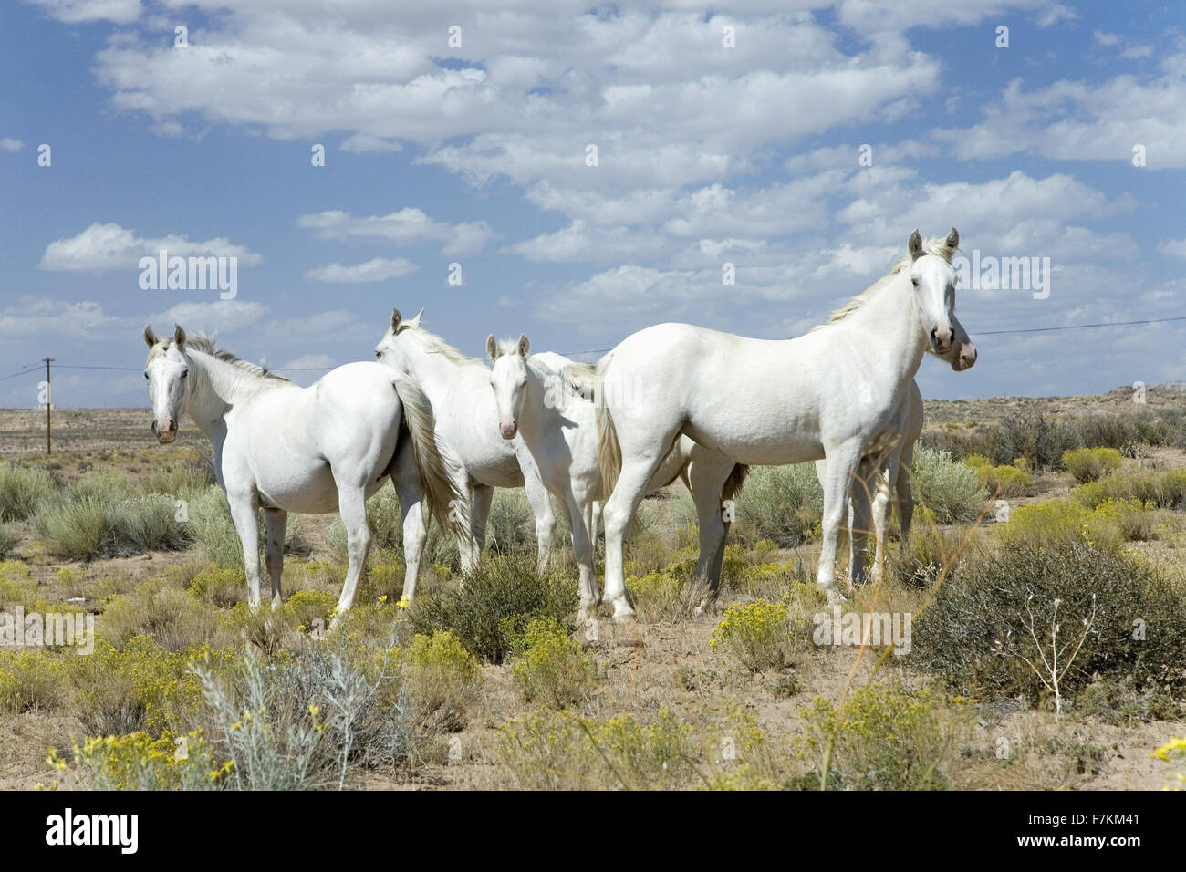 Family of five white horses in desert area on Route 162 between ...