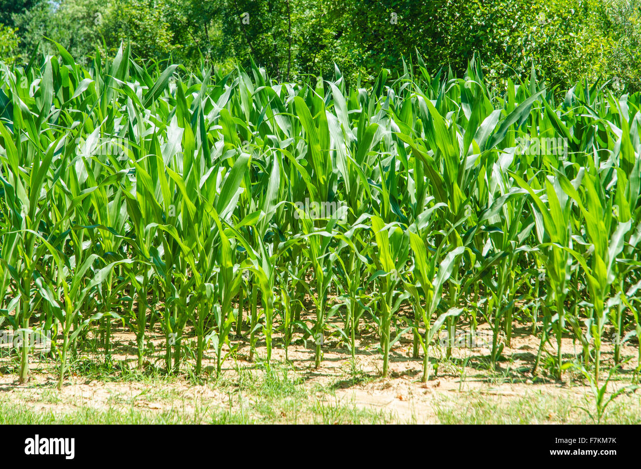 Corn field on bright summer day Stock Photo - Alamy