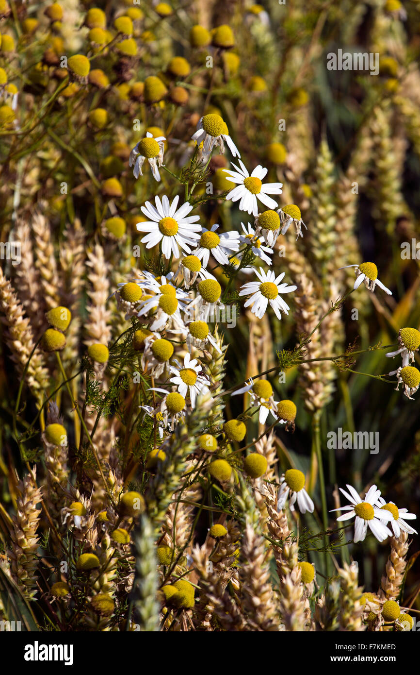 In harvest hi-res stock photography and images - Alamy