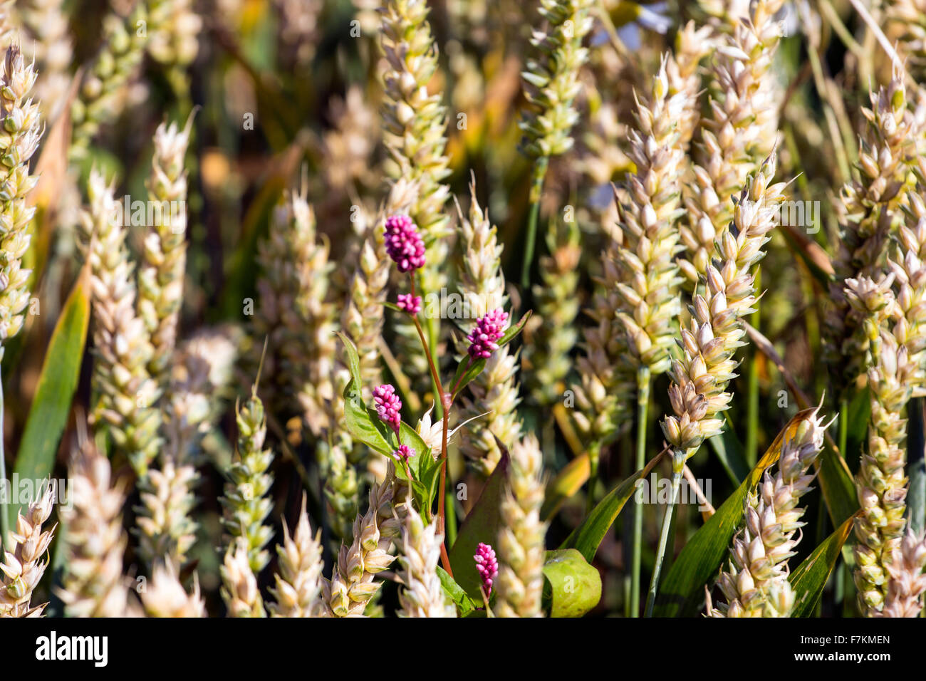 Wild flowers within harvest Stock Photo - Alamy