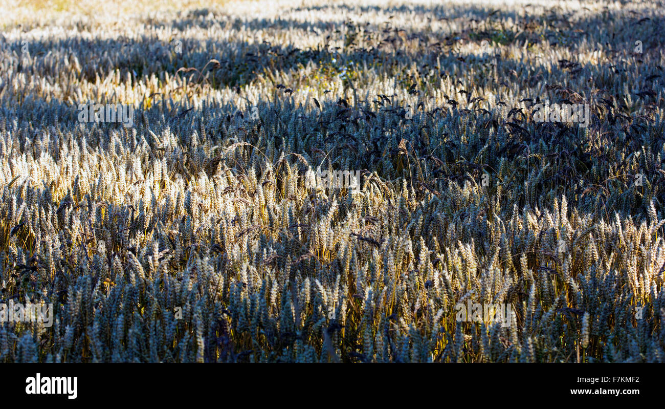 Field of crops in fife Scotland Stock Photo - Alamy