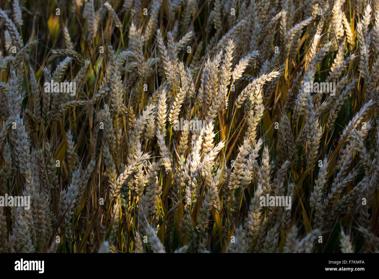 Sun shining on plants hi-res stock photography and images - Alamy