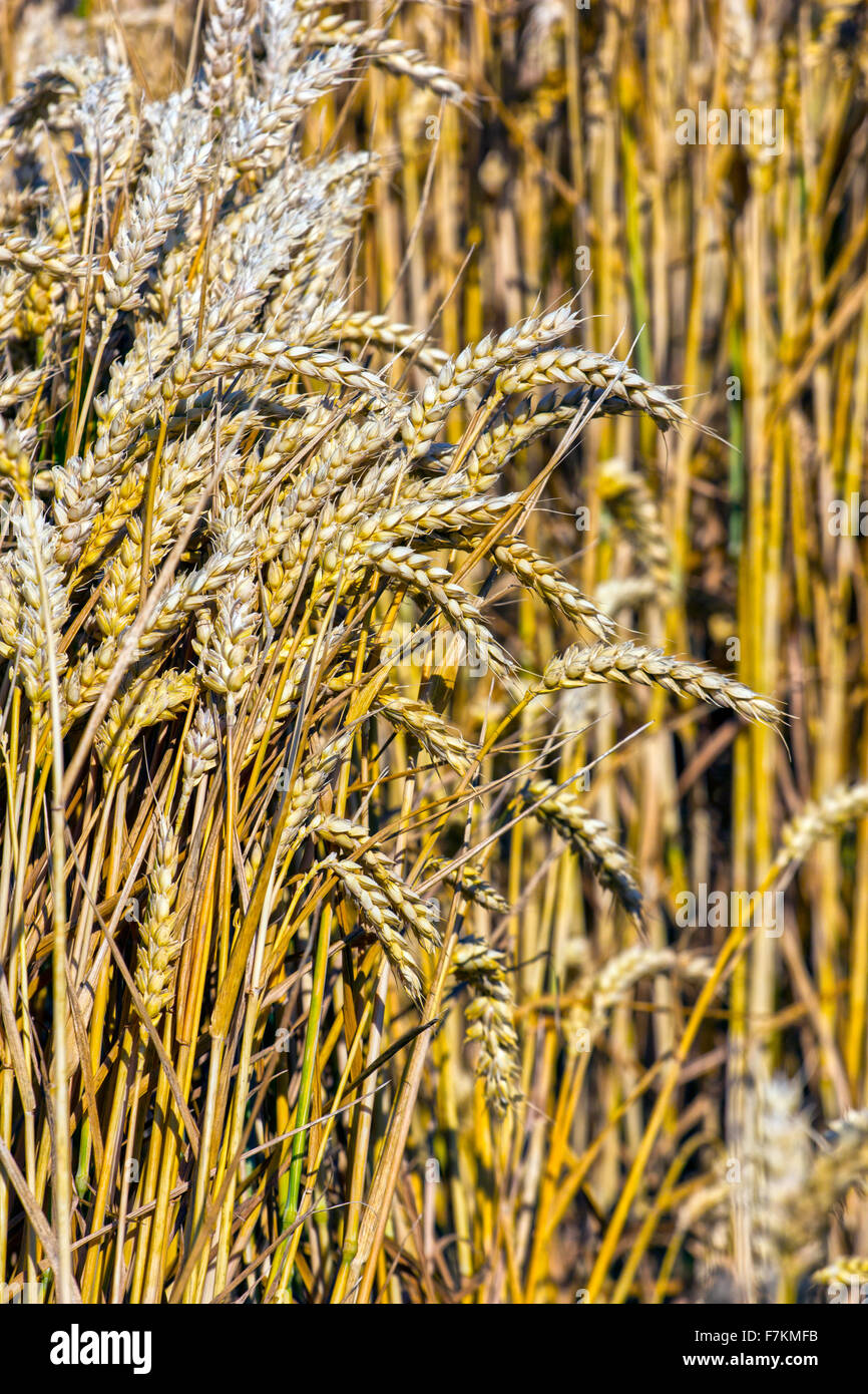 Scotland wheat grain hi-res stock photography and images - Alamy