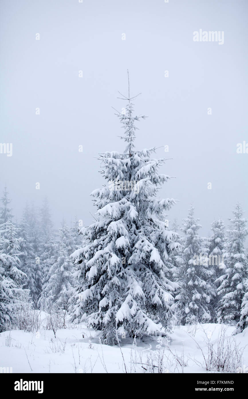 Snow capped fir trees in winter hi-res stock photography and images - Alamy