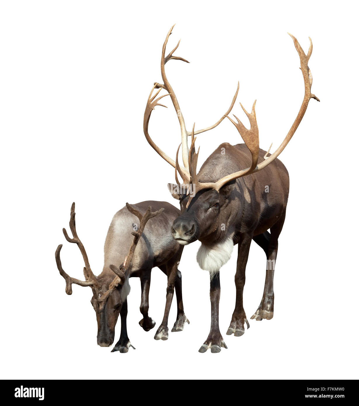 Two Reindeer (Rangifer tarandus). Isolated over white background Stock ...