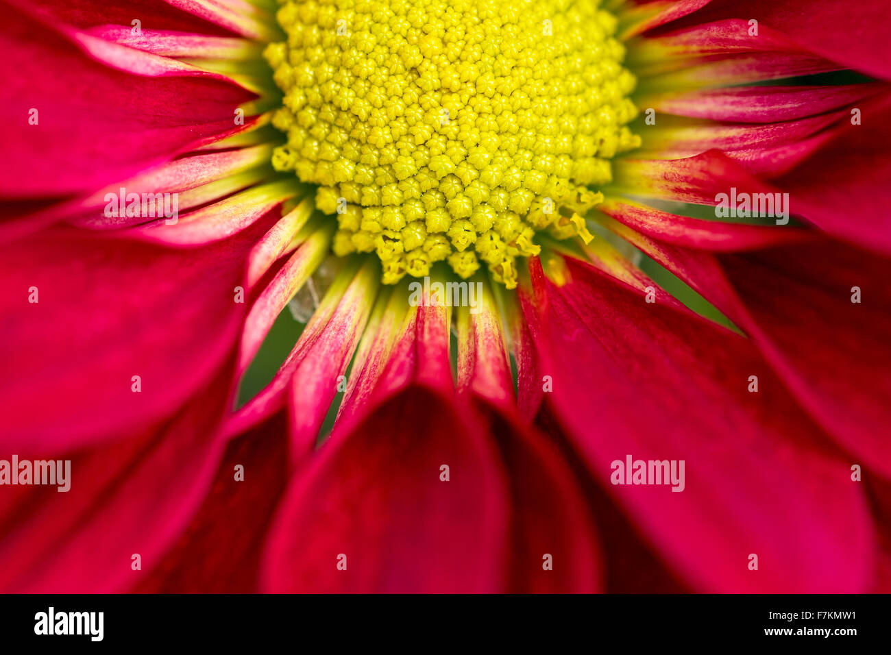 Close up section of a Dahlia with red ray florets and yellow disc ...