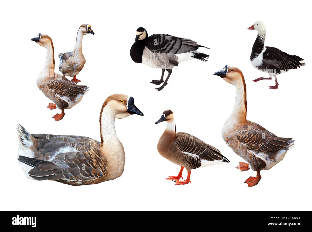 Set of few geese. Isolated over white background Stock Photo - Alamy