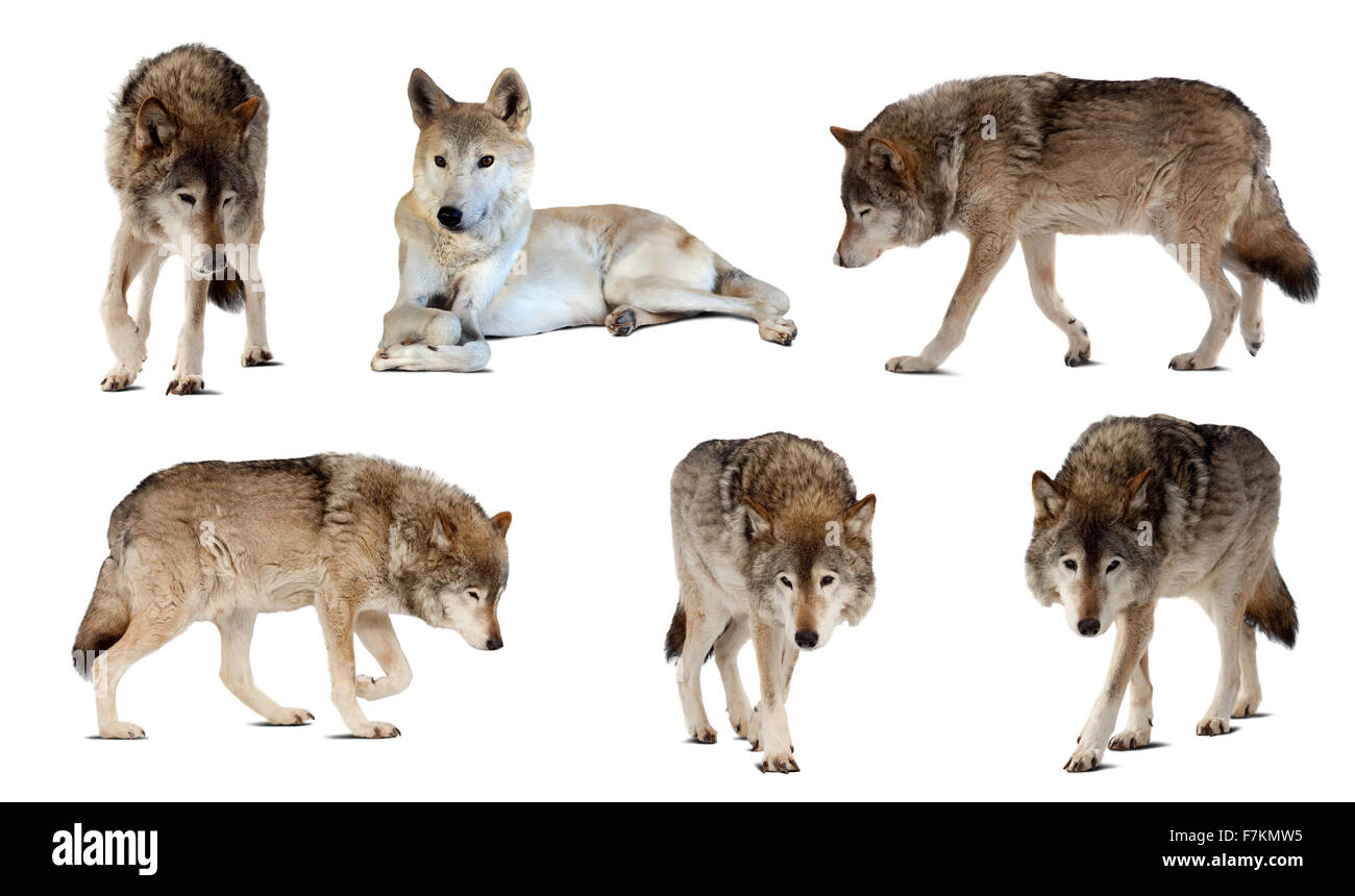 Set of few wolves. Isolated over white with shade Stock Photo - Alamy