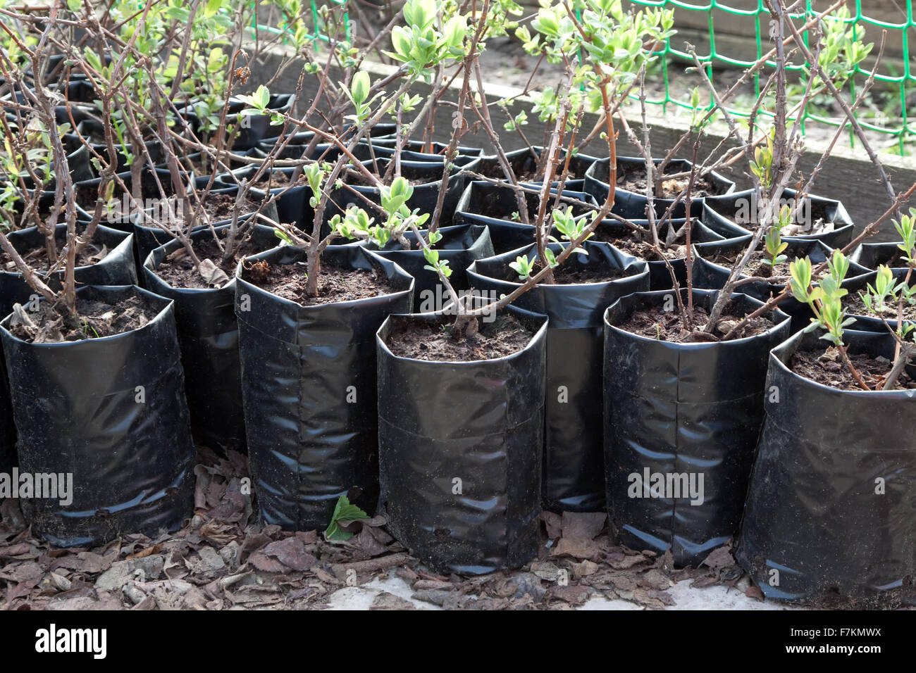 Scrog hi-res stock photography and images - Alamy