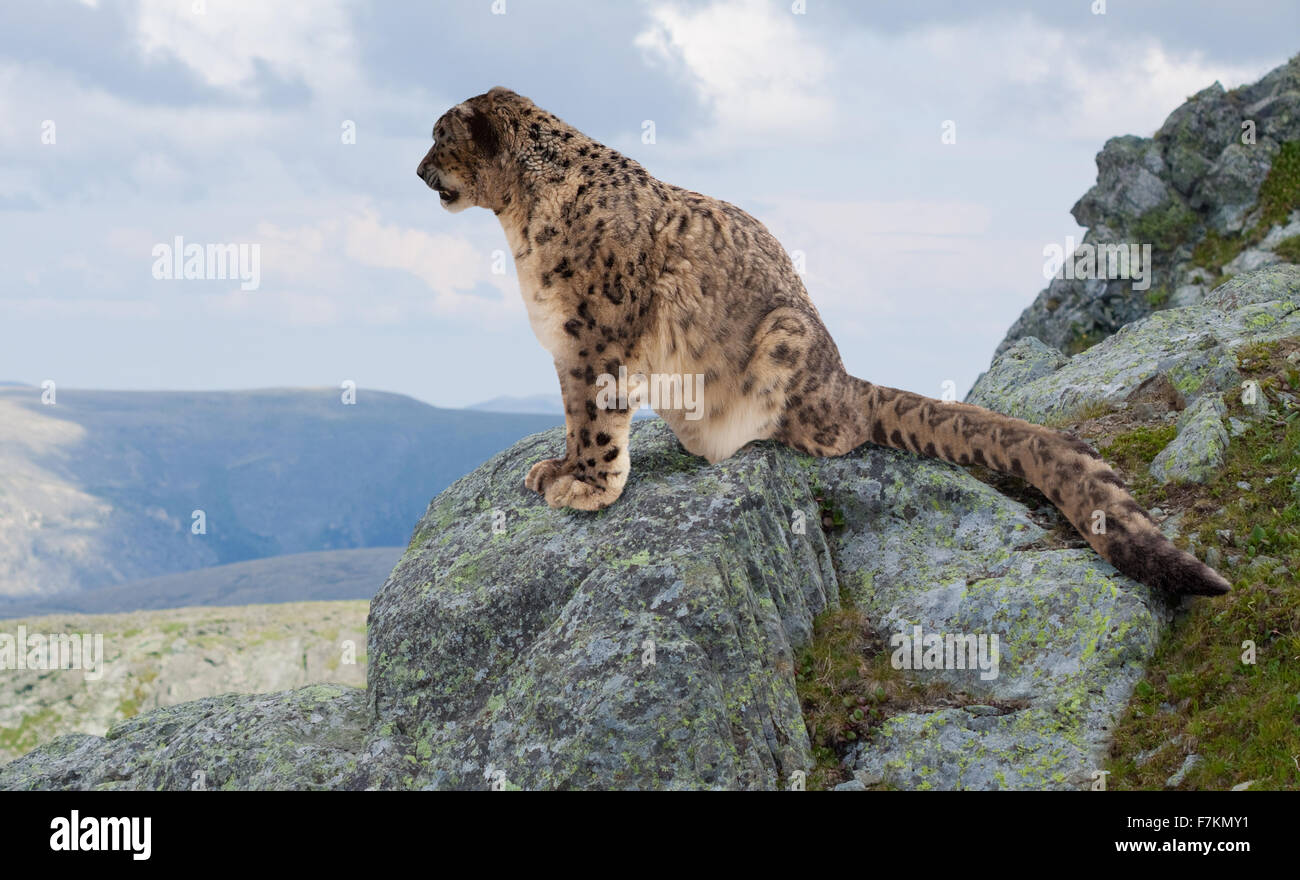 Snow leopard on rocky at wildness area Stock Photo - Alamy