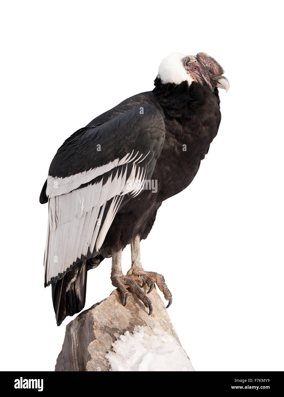 Andean condor (Vultur gryphus). Isolated over white background Stock ...