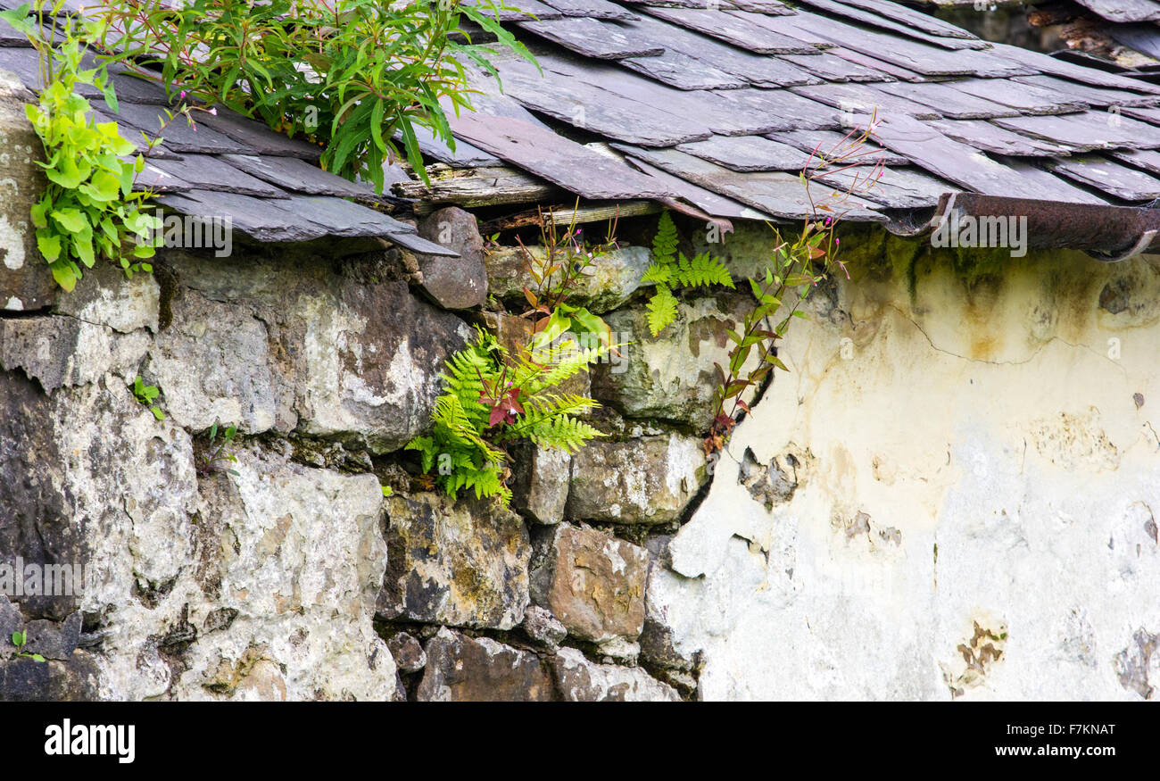plants growing through roof in old derelict building Stock Photo - Alamy