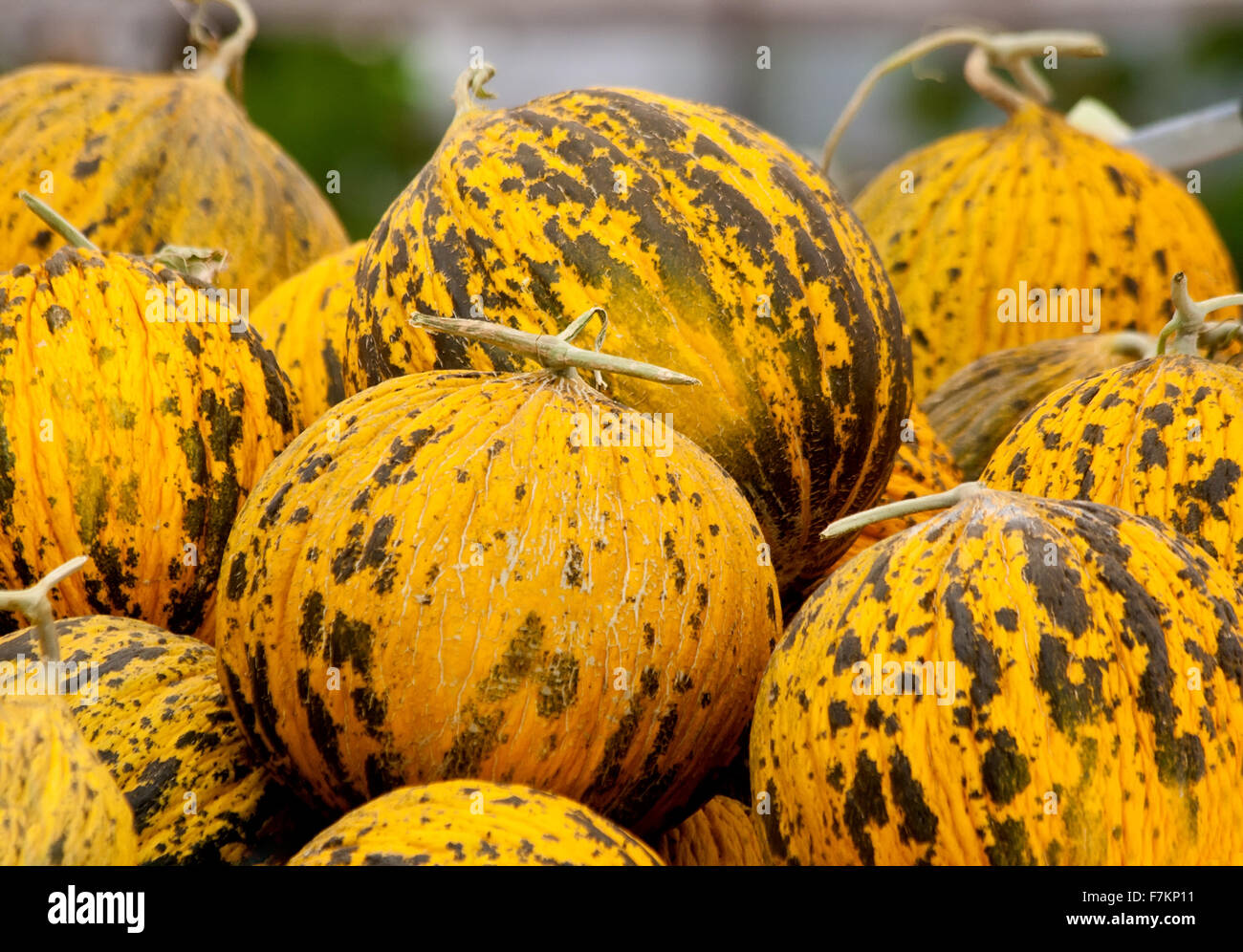 Turkish Melon High Resolution Stock Photography and Images - Alamy