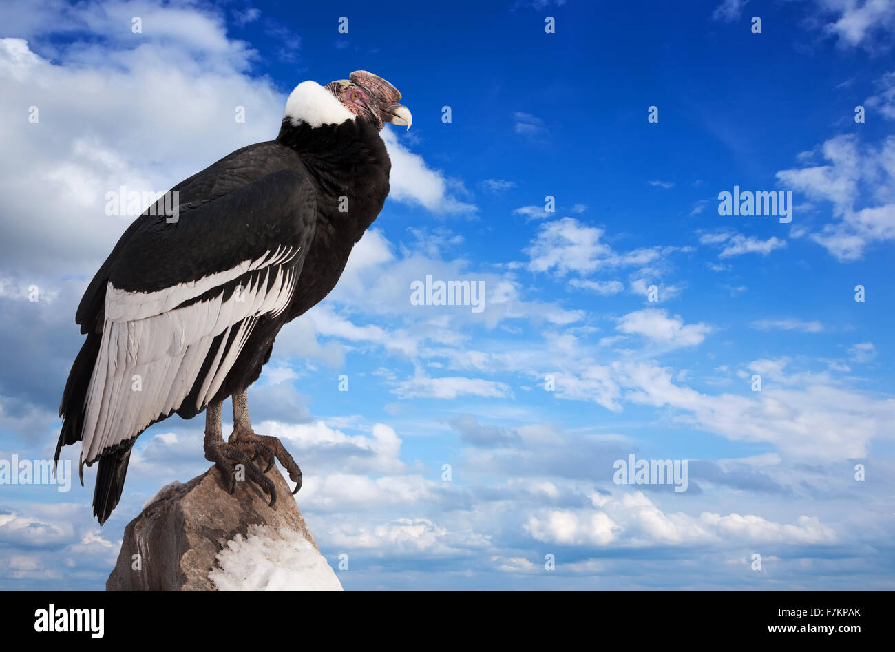 Andean condor sitting on rock against sky background Stock Photo - Alamy