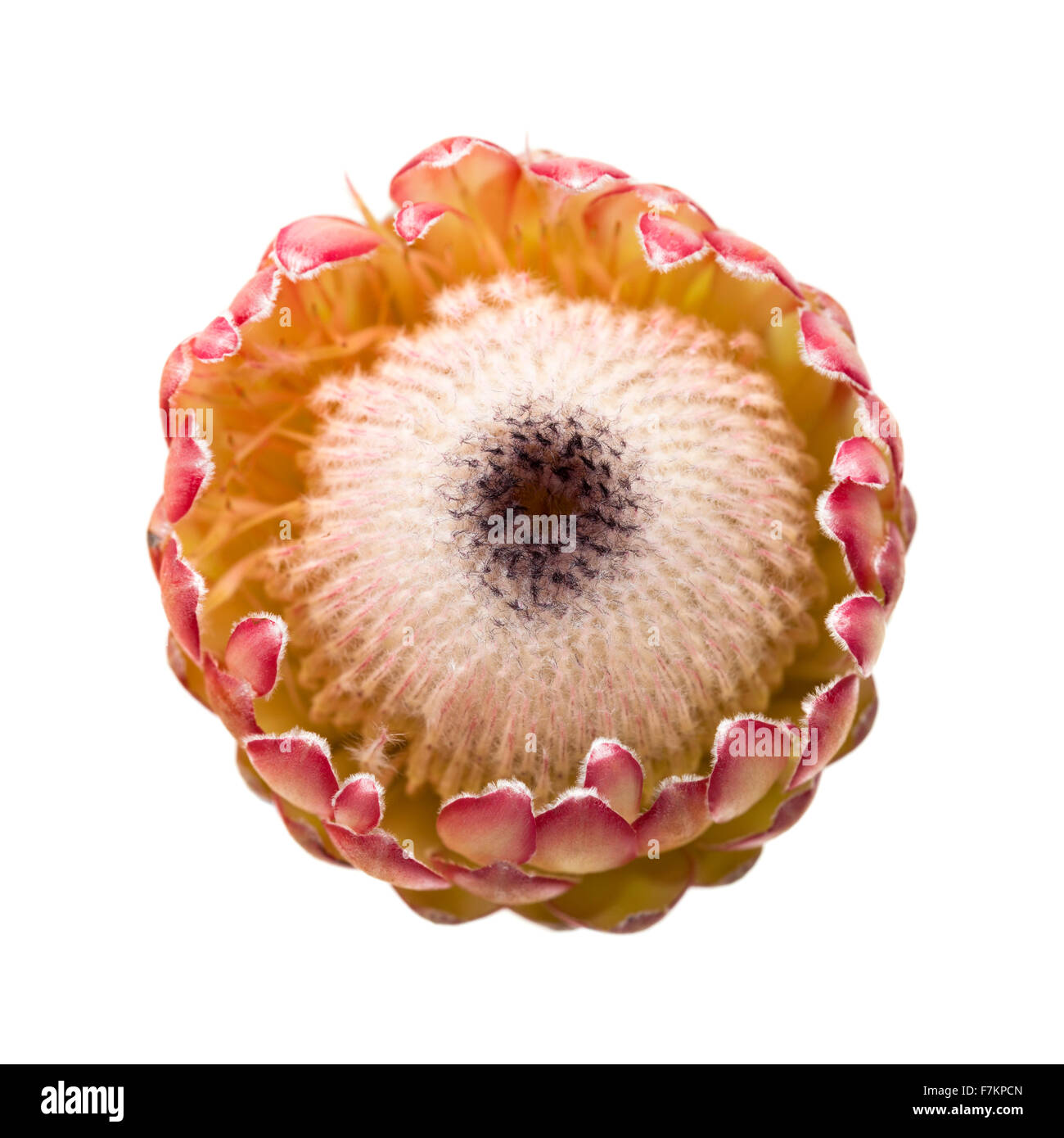 Pink protea flower isolated on white background Stock Photo - Alamy