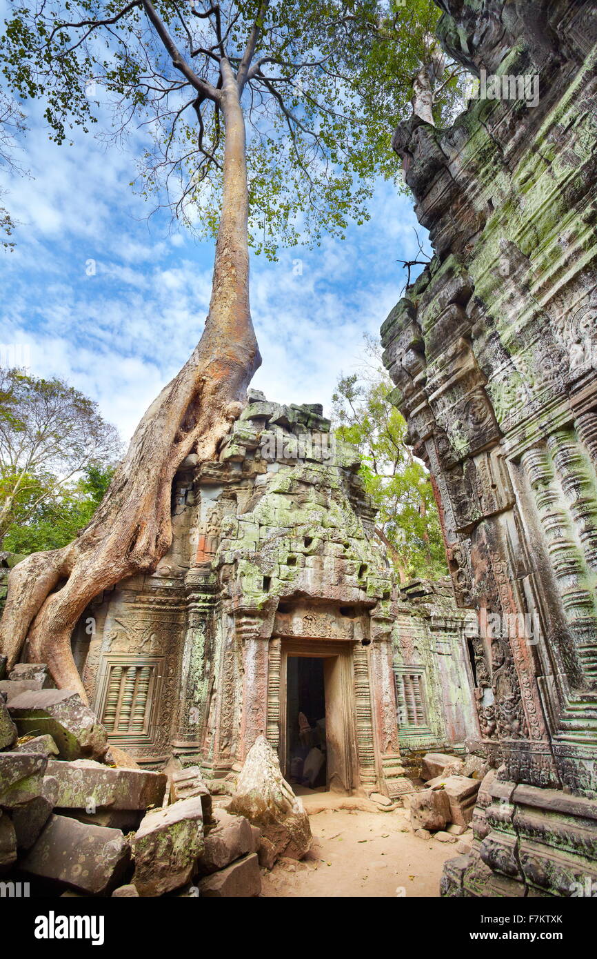 Ruins of Ta Prohm Temple, Angkor, Cambodia, Asia Stock Photo - Alamy