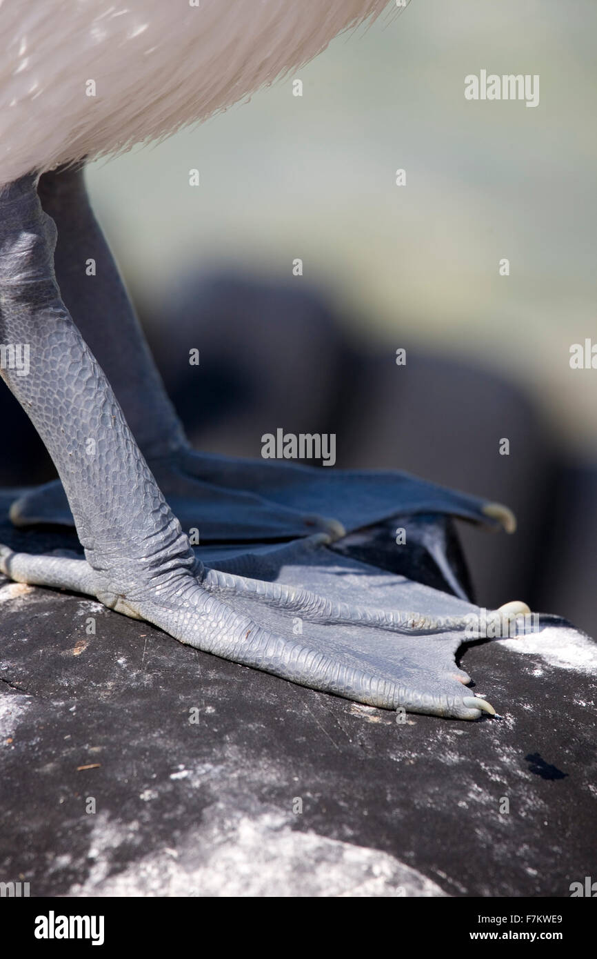Webbed Feet Bird High Resolution Stock Photography and Images - Alamy