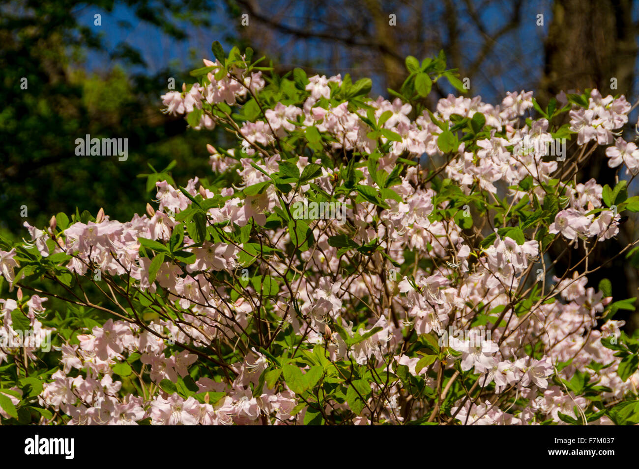 Blossoming of magnolia flowers in spring time Stock Photo - Alamy
