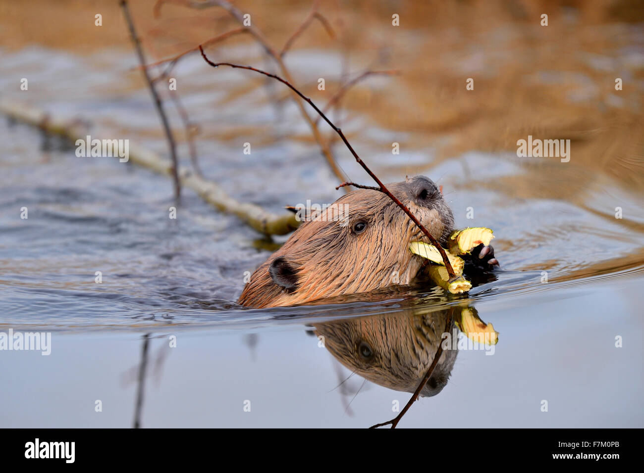 Beaver pulling sticks hi-res stock photography and images - Alamy