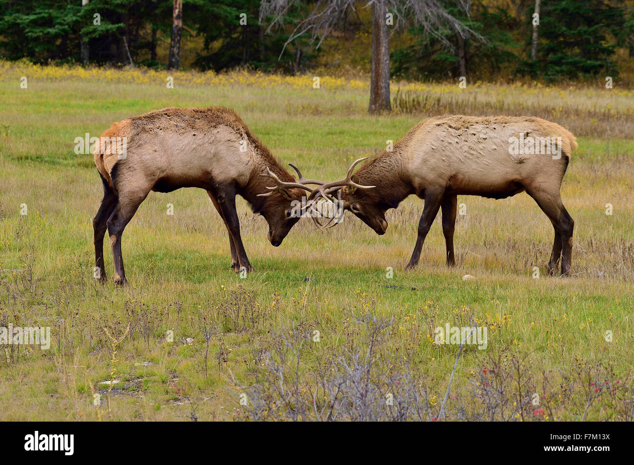 Two bull elk Cervus elaphus; pushing and shoving each other Stock Photo ...