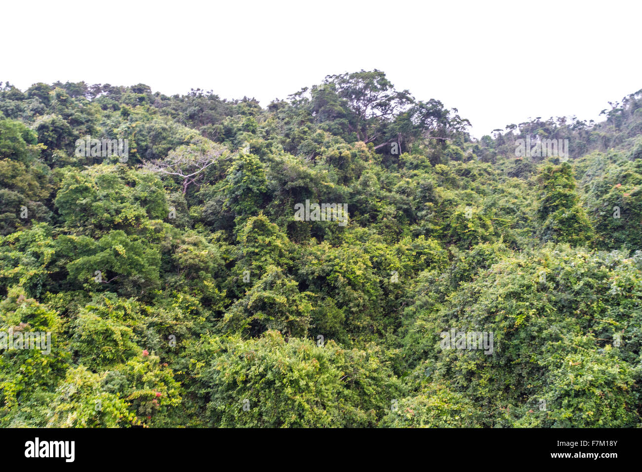 Chinese jungle, island of Hainan Stock Photo - Alamy