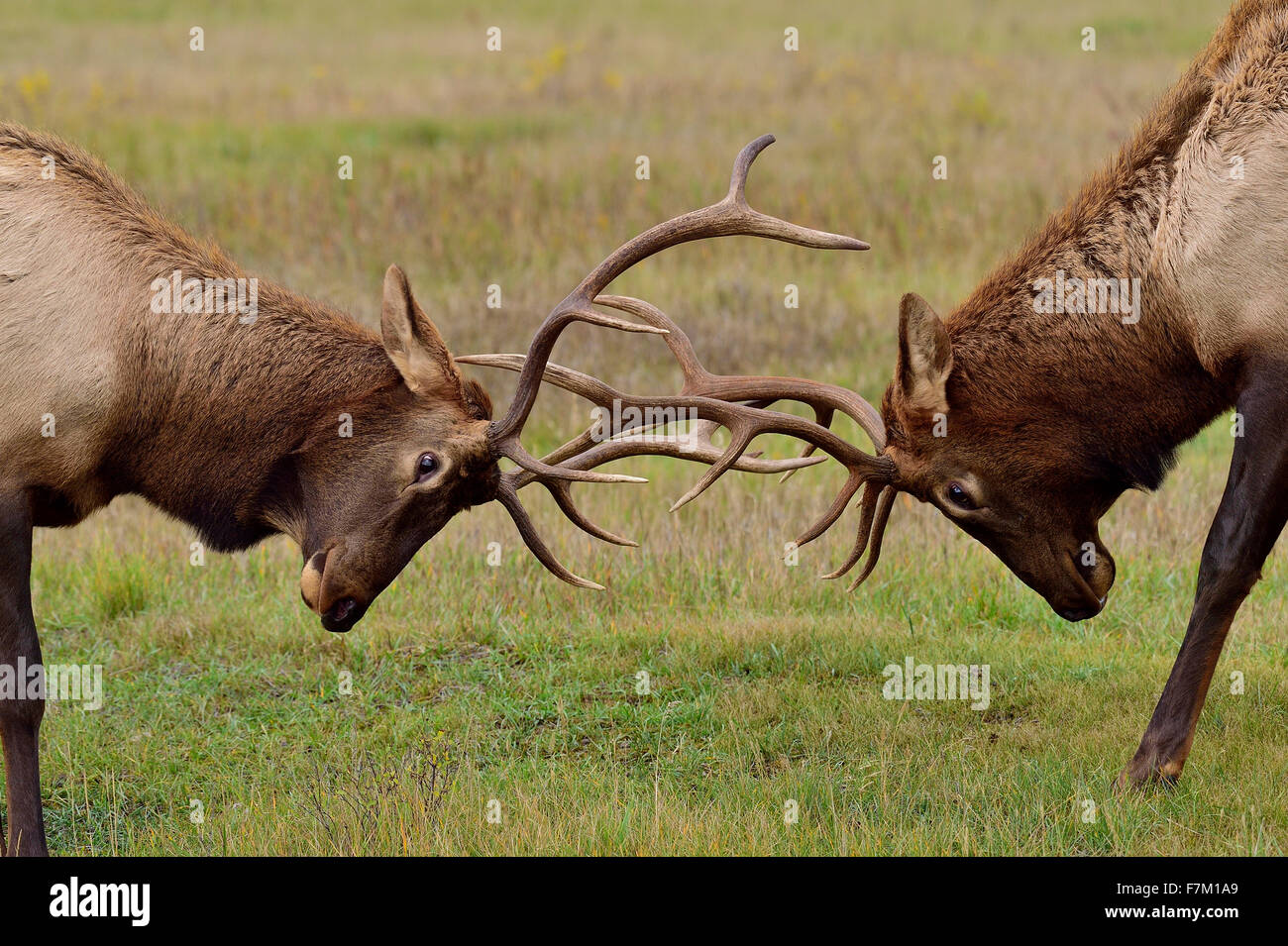 A close up of two young bull elk Cervus elaphus, pushing and shoving ...