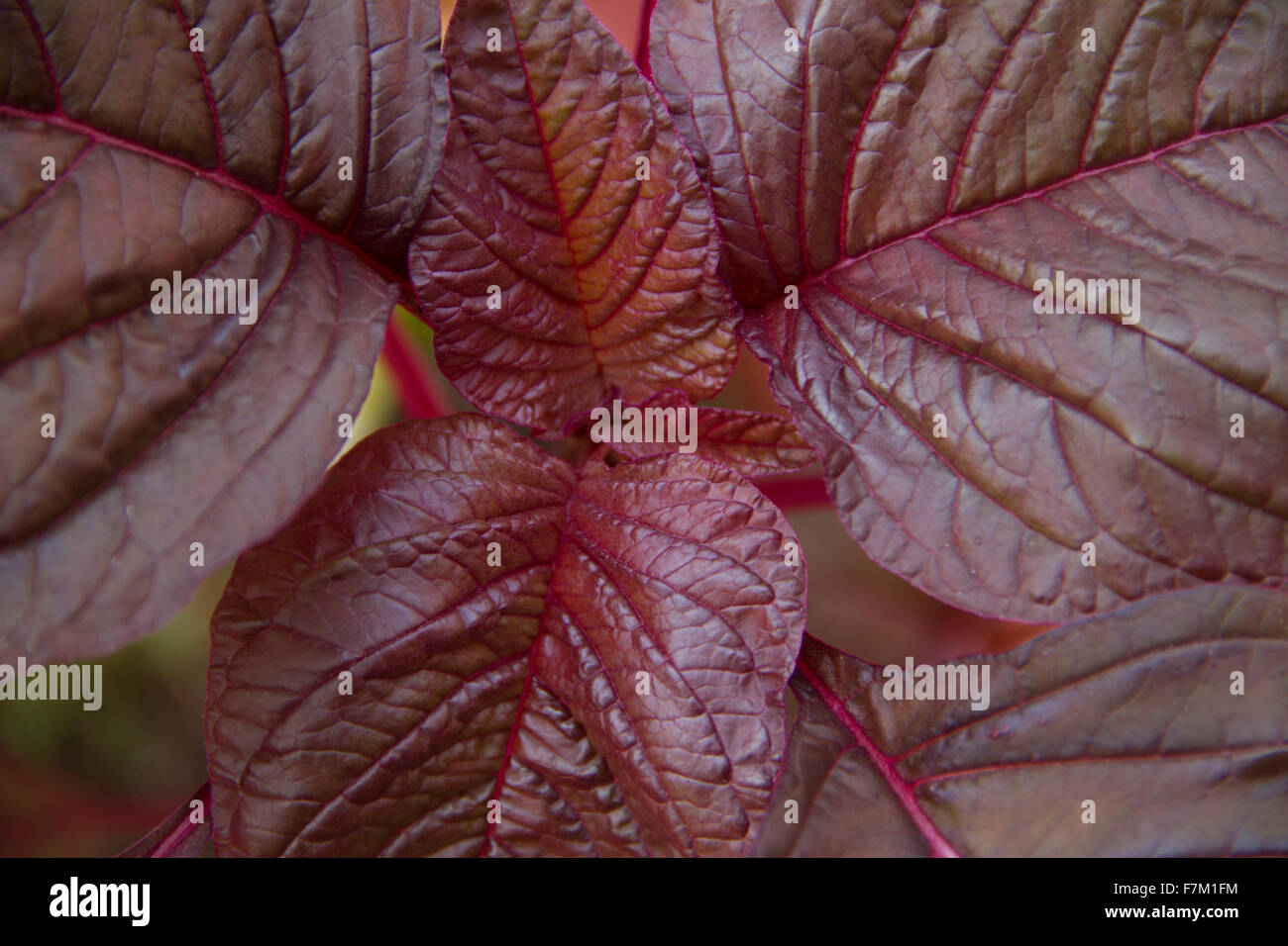 red spinach leaf Stock Photo - Alamy