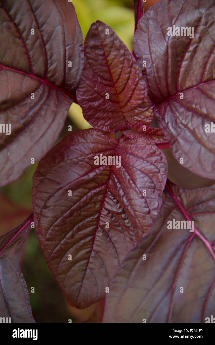 red spinach leaf Stock Photo - Alamy