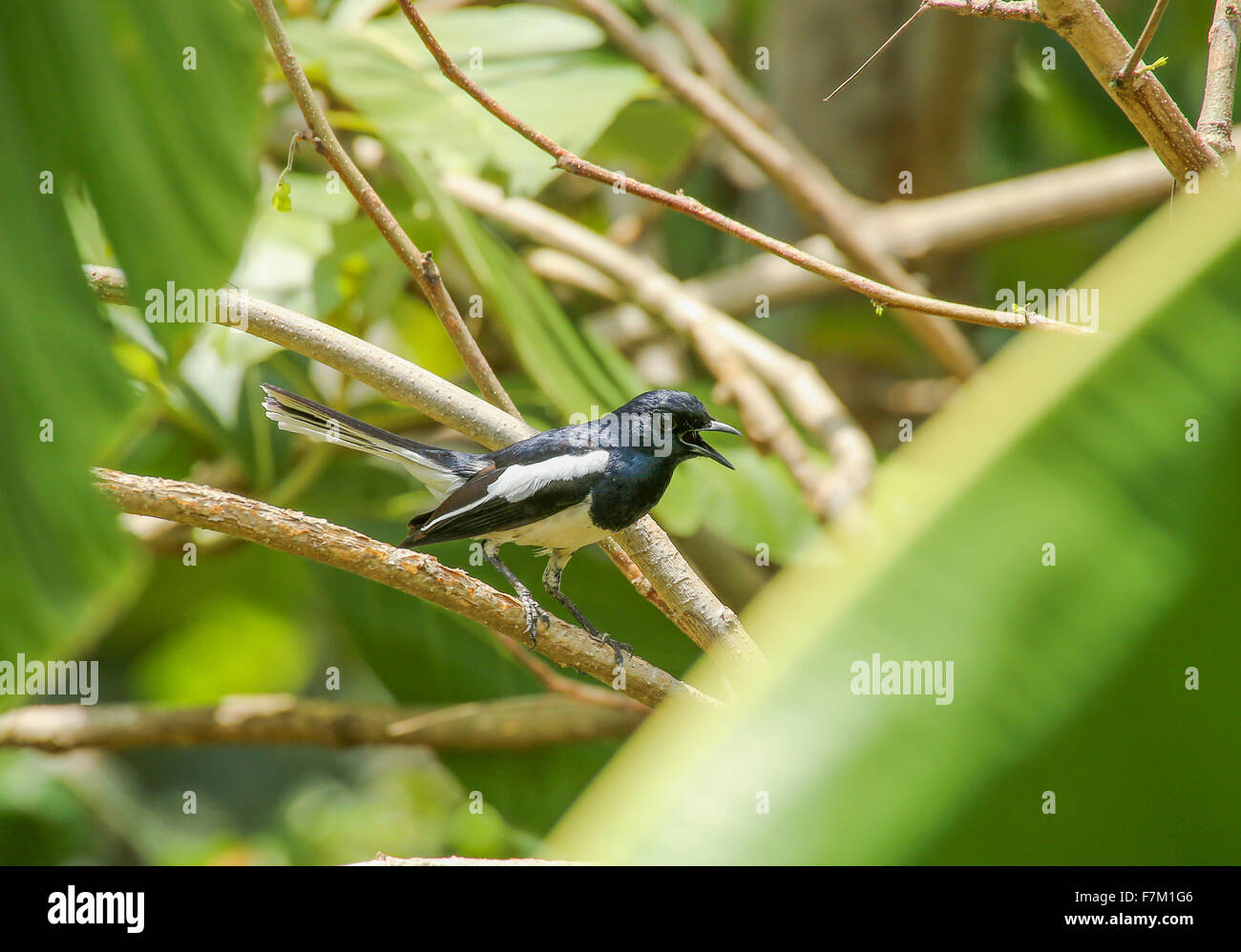 Singing male indian robin hi-res stock photography and images - Alamy