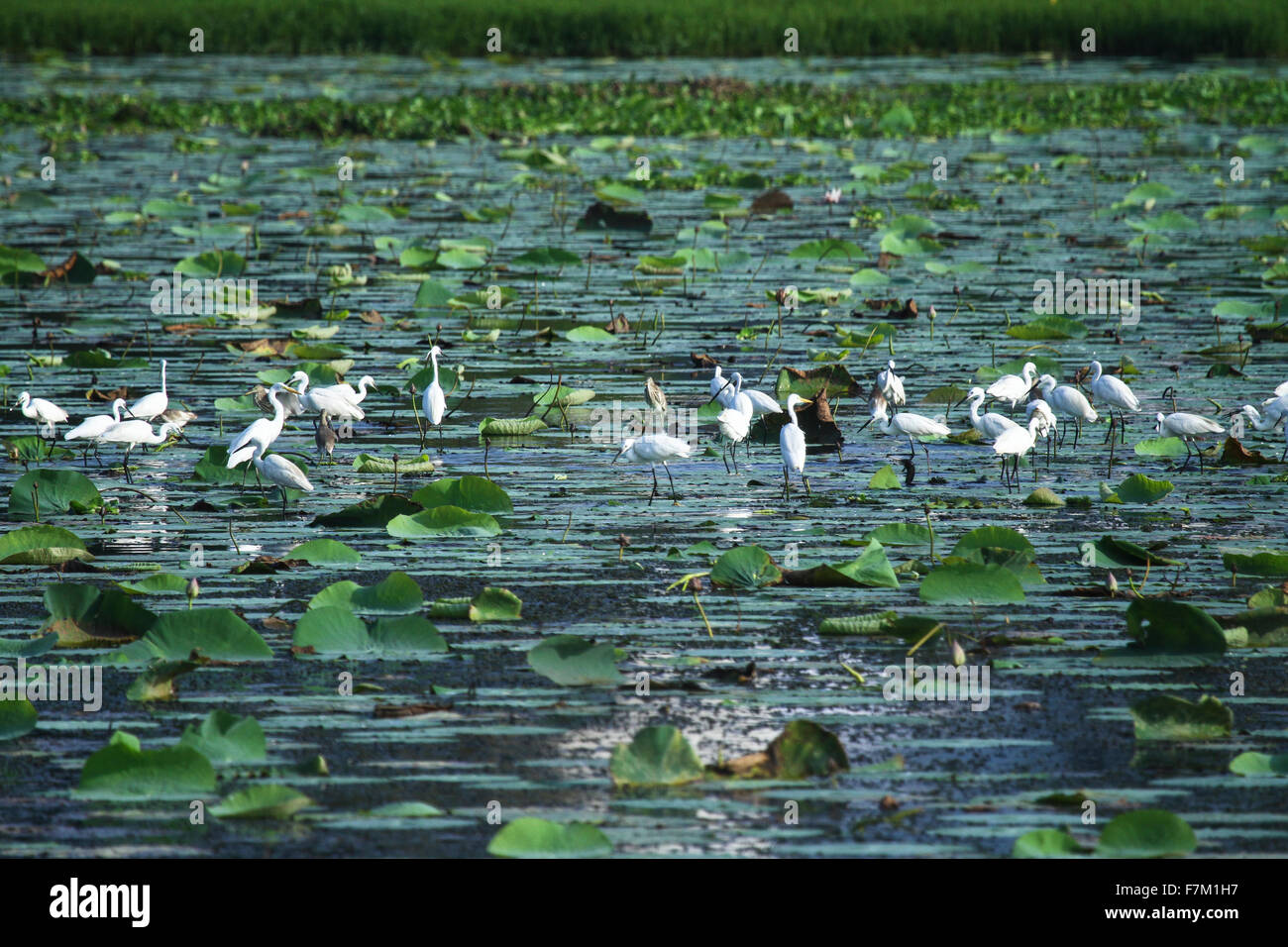 Group of birds in lotus pond Stock Photo - Alamy