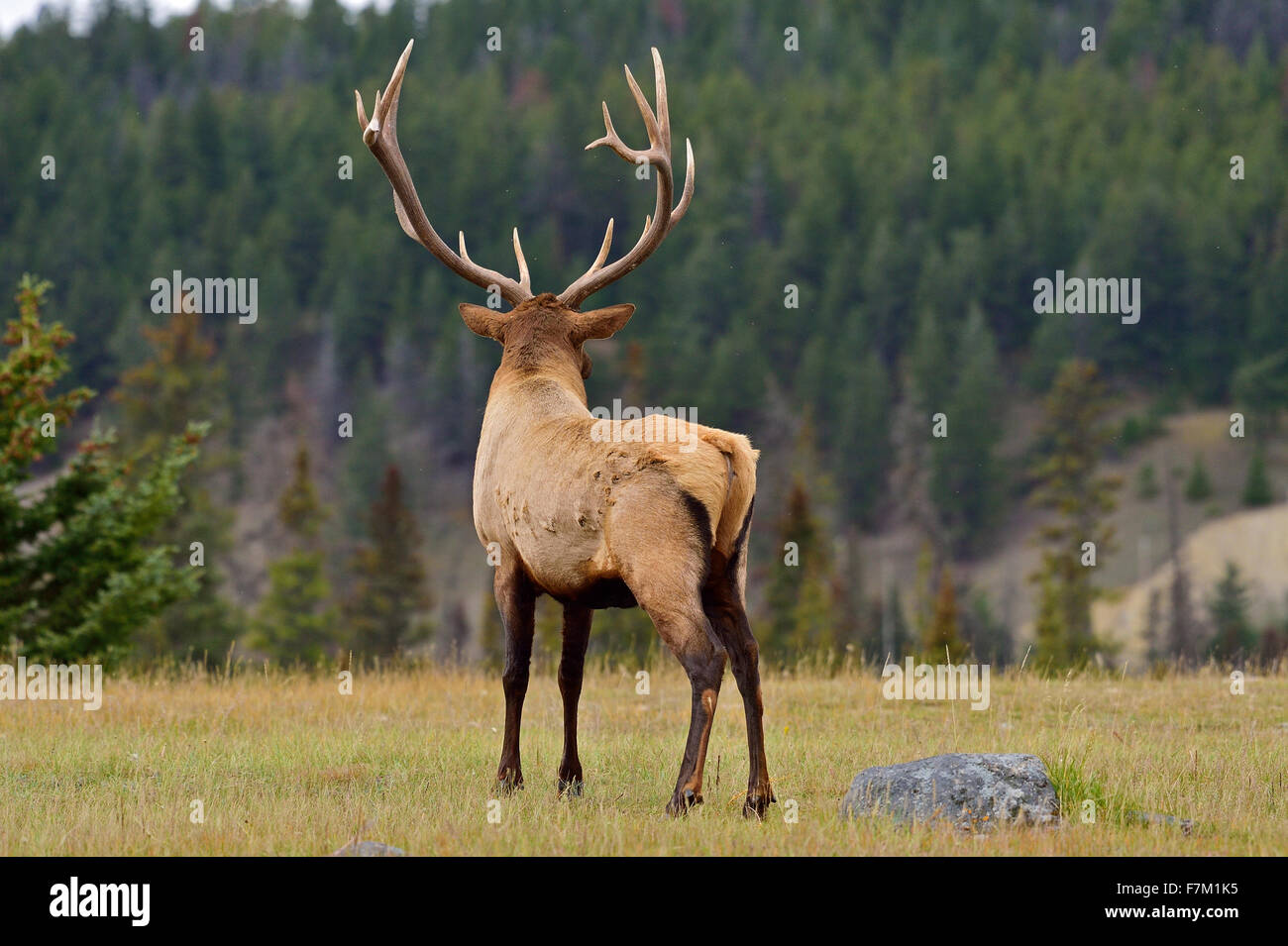 A rear view of a large bull elk Cervus elaphus, looking away in a ...