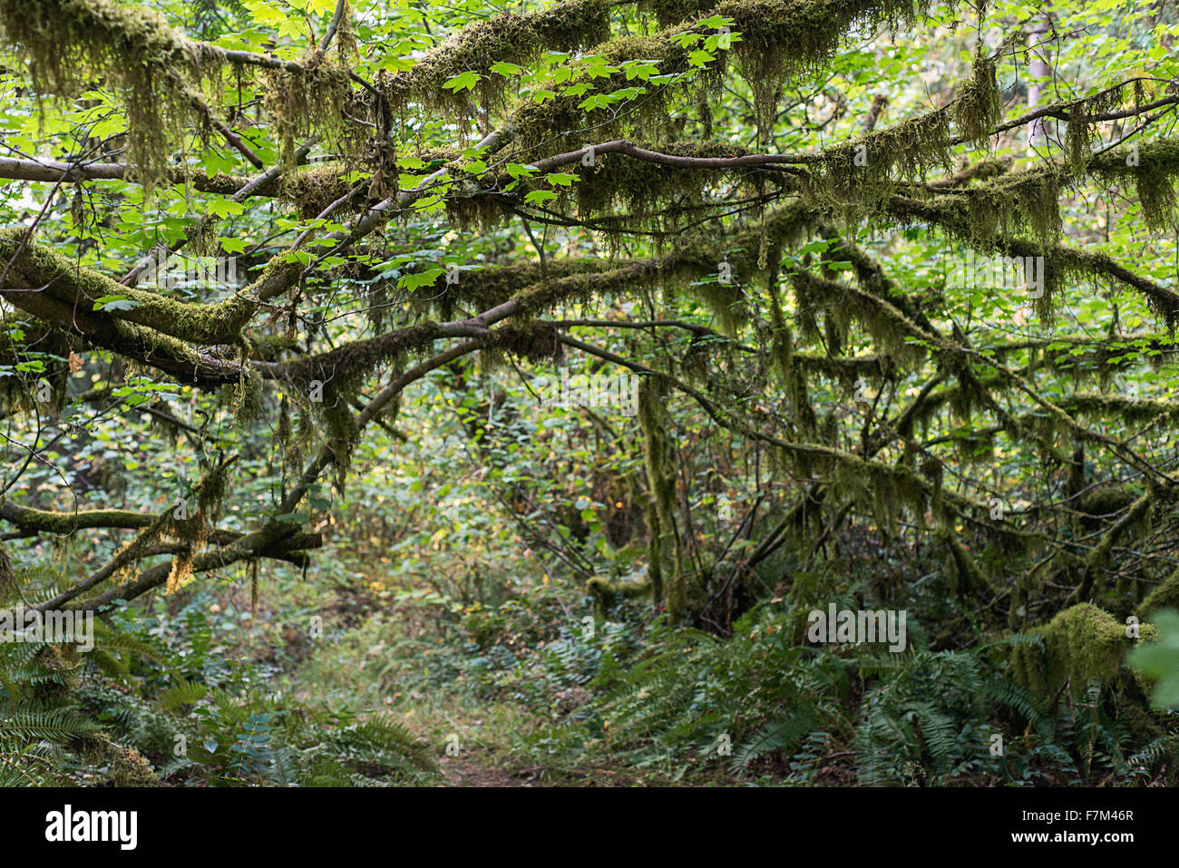Old growth moss Stock Photo - Alamy