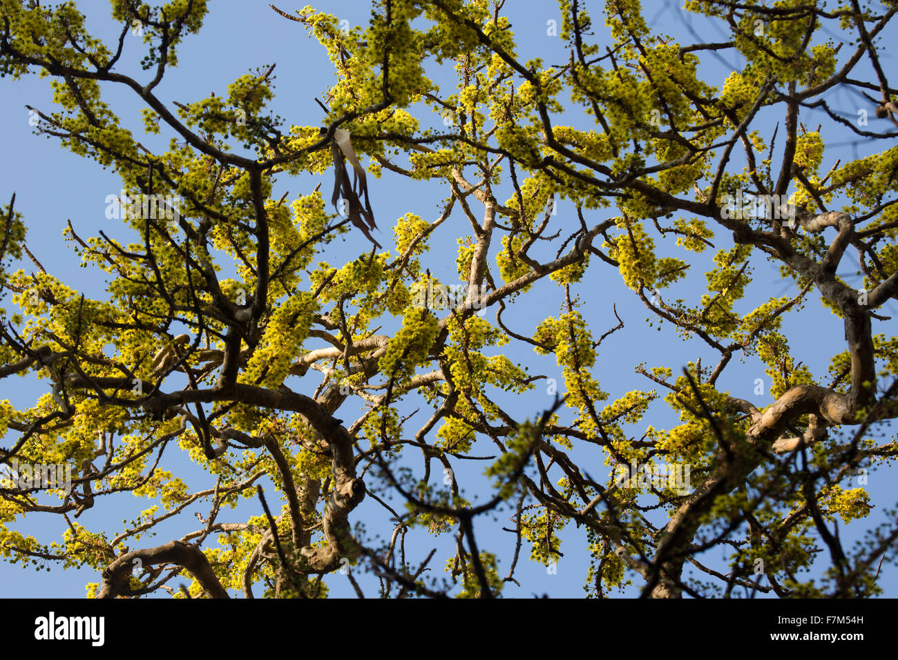 Tecoma argentea.Caribbean Trumpet Tree, Yellow Tabebuia, Paraguayan ...
