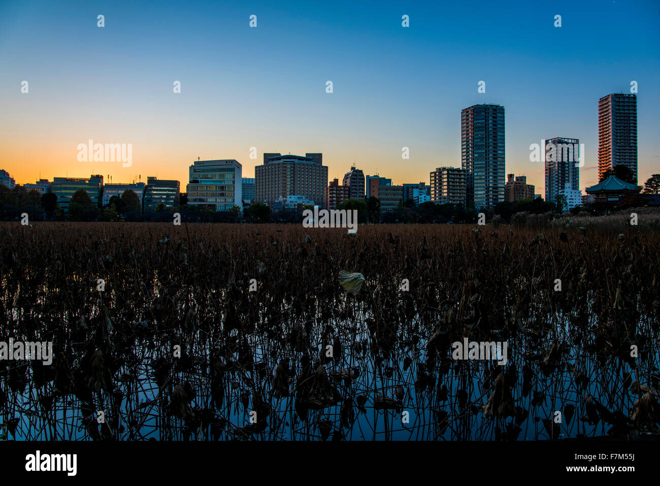 Shinobazu Pond,Ueno Park,Taito-Ku,Tokyo,Japan Stock Photo - Alamy